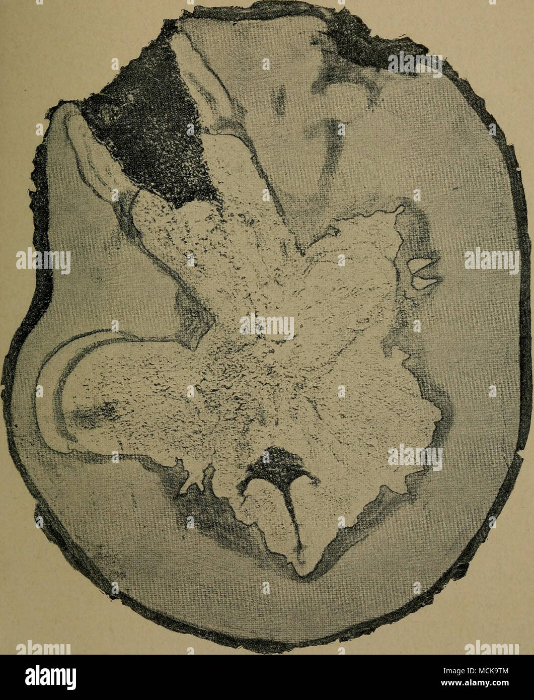 . Fig. 178. — Fomes igniarius upon maple. After von Schrenk Stock Photo ...