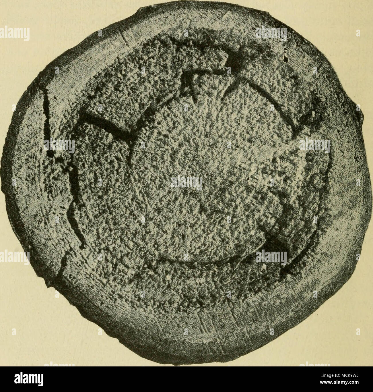 Root rot apple tree hi-res stock photography and images - Alamy