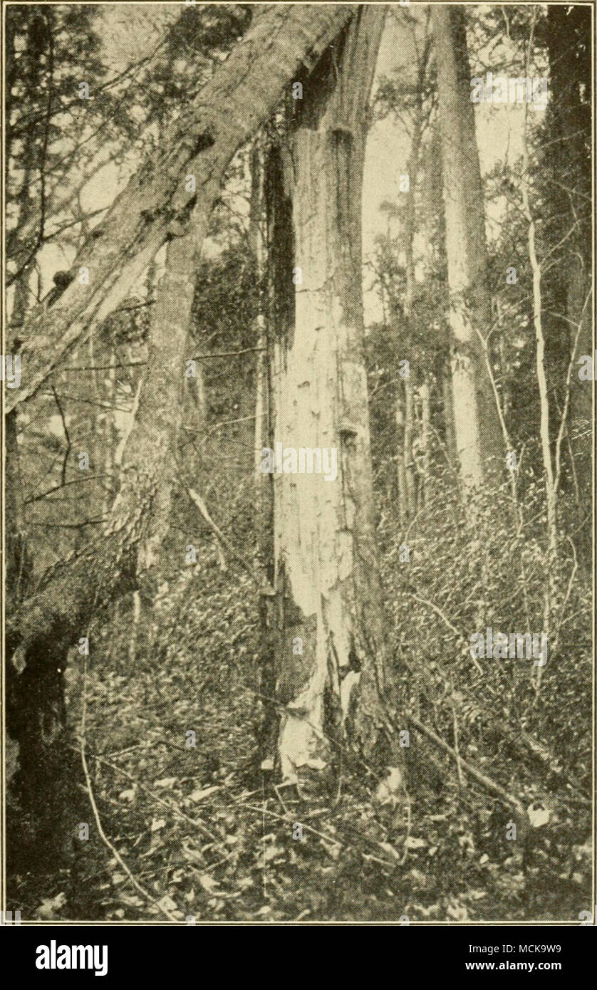 Fig tree borer hi-res stock photography and images - Alamy