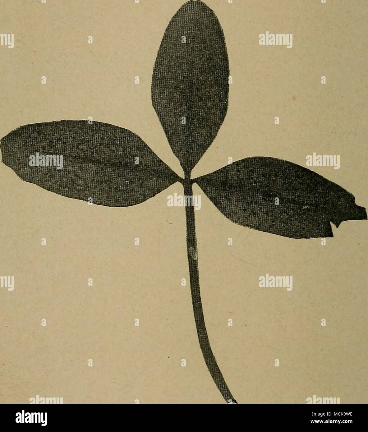 . Fig. 166. — Clover leaf showing sori of rust. Original. later in the ...
