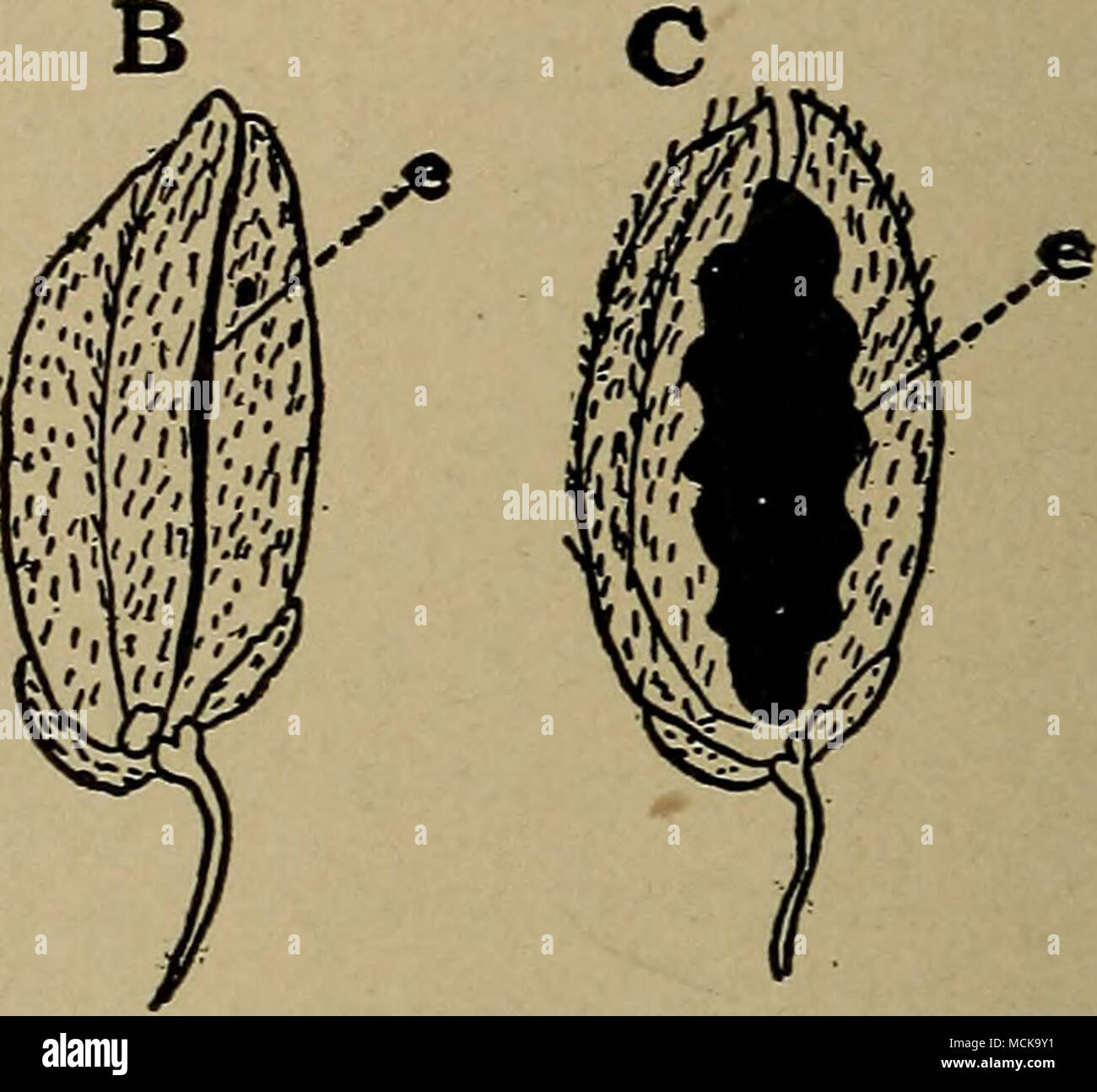 . Fig. 153. —Three rice spikelets ; A, normal ; B, smutted ; C, glumes ...