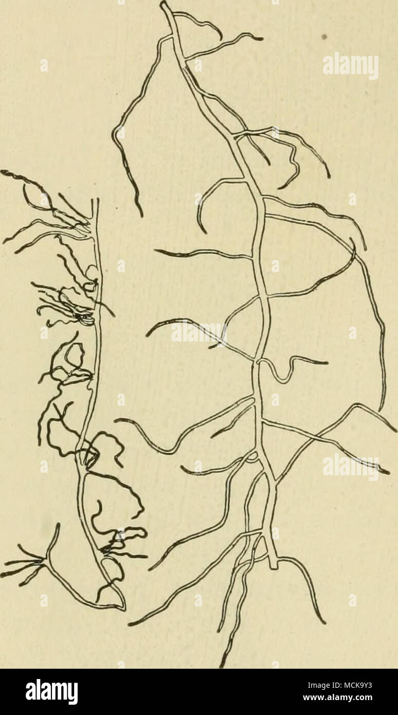 . Fig. 174. — Roots of diseased cow- pea at left; healthy roots on the ...