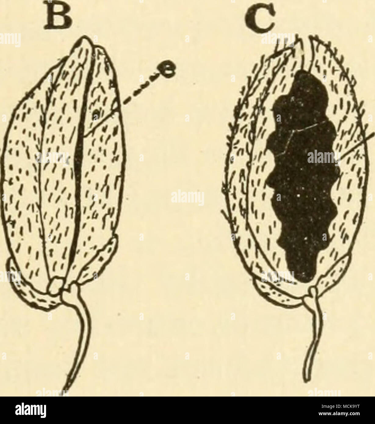 . Fig. 161. — Three rice spikelets: A, normal; B, smutted; C, glumes ...