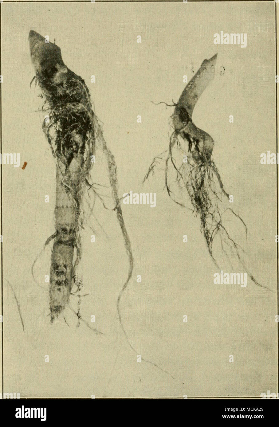 Tobacco roots hi-res stock photography and images - Alamy