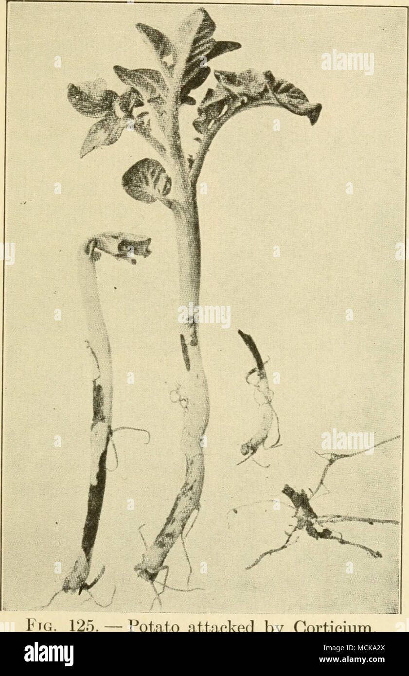 Corticium hi-res stock photography and images - Alamy