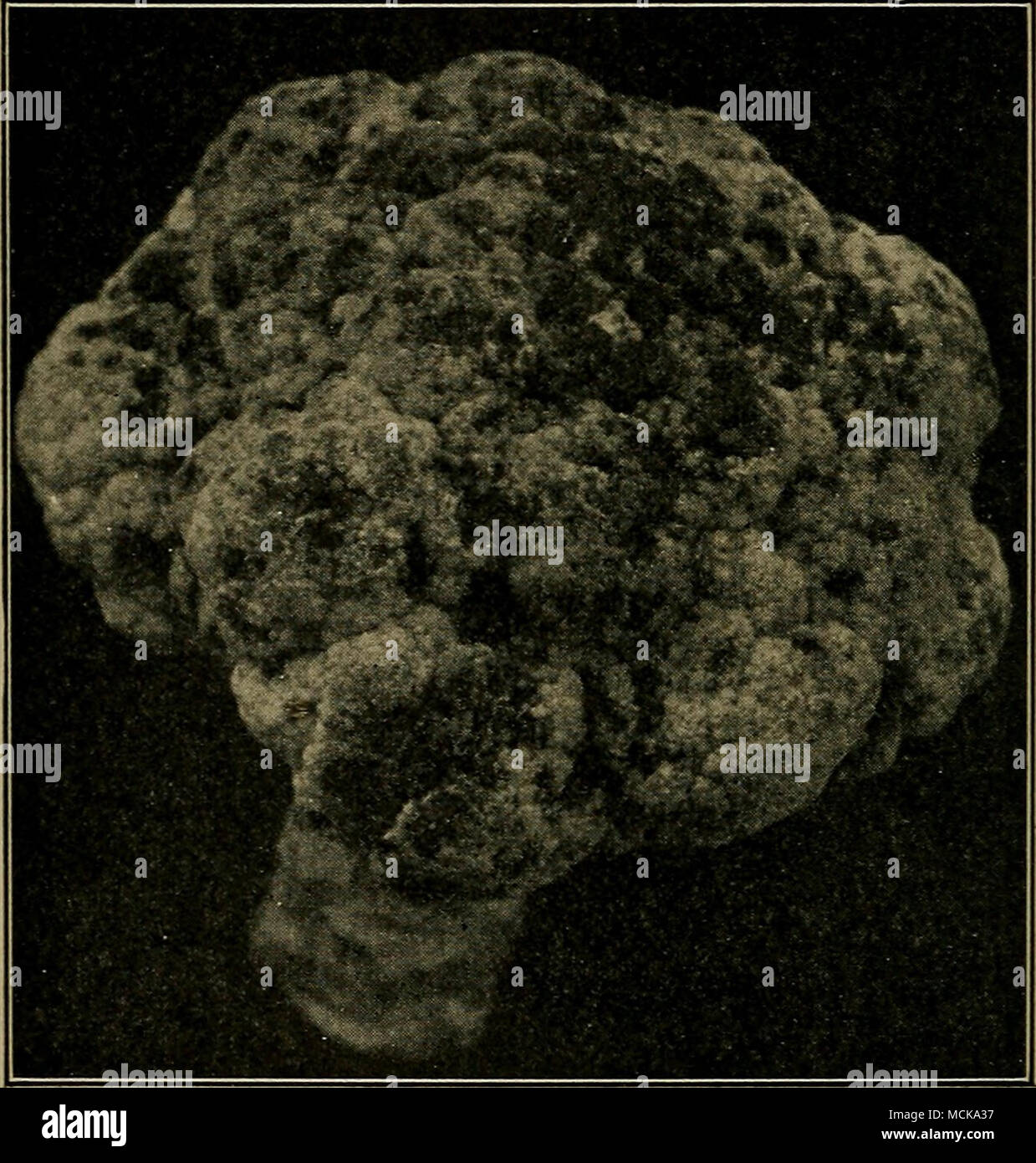 Black rot cauliflower hi-res stock photography and images - Alamy