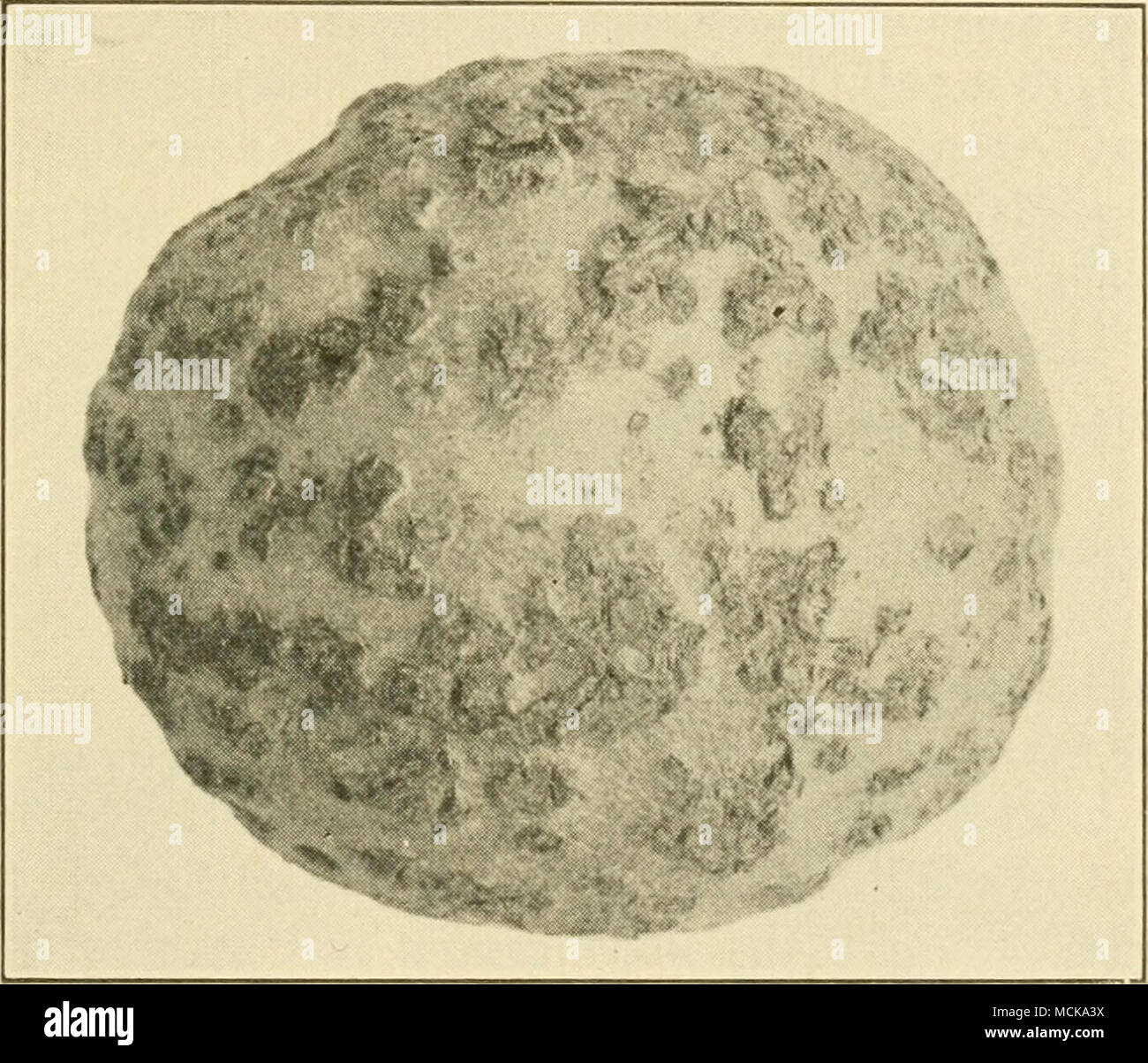 . Fig. 121.—^ Potato common-scab. iVfter Melhus. Estimates show that ...
