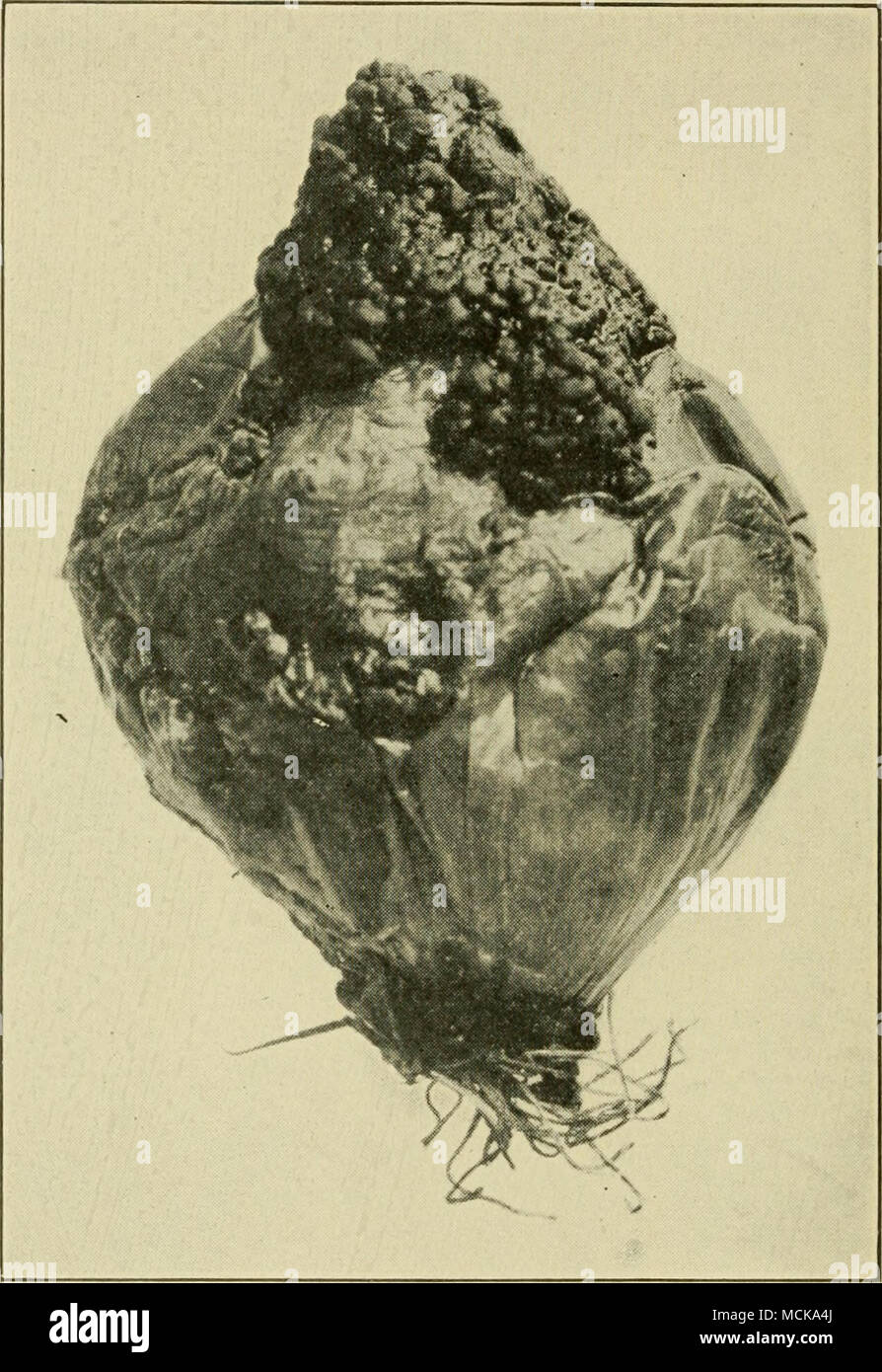 Rotten onions hi-res stock photography and images - Alamy