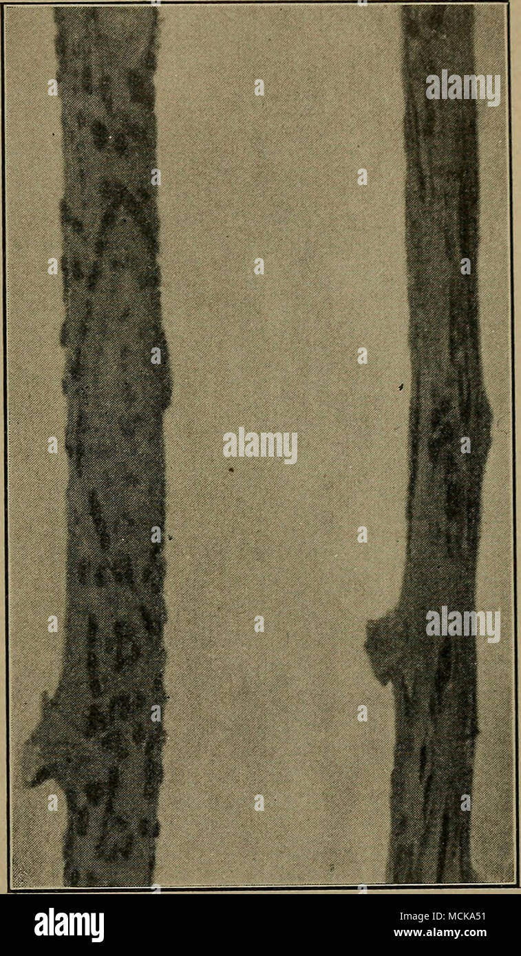 . Fig. , — Sori of the asparagus rust upon the stems, enlarged ...