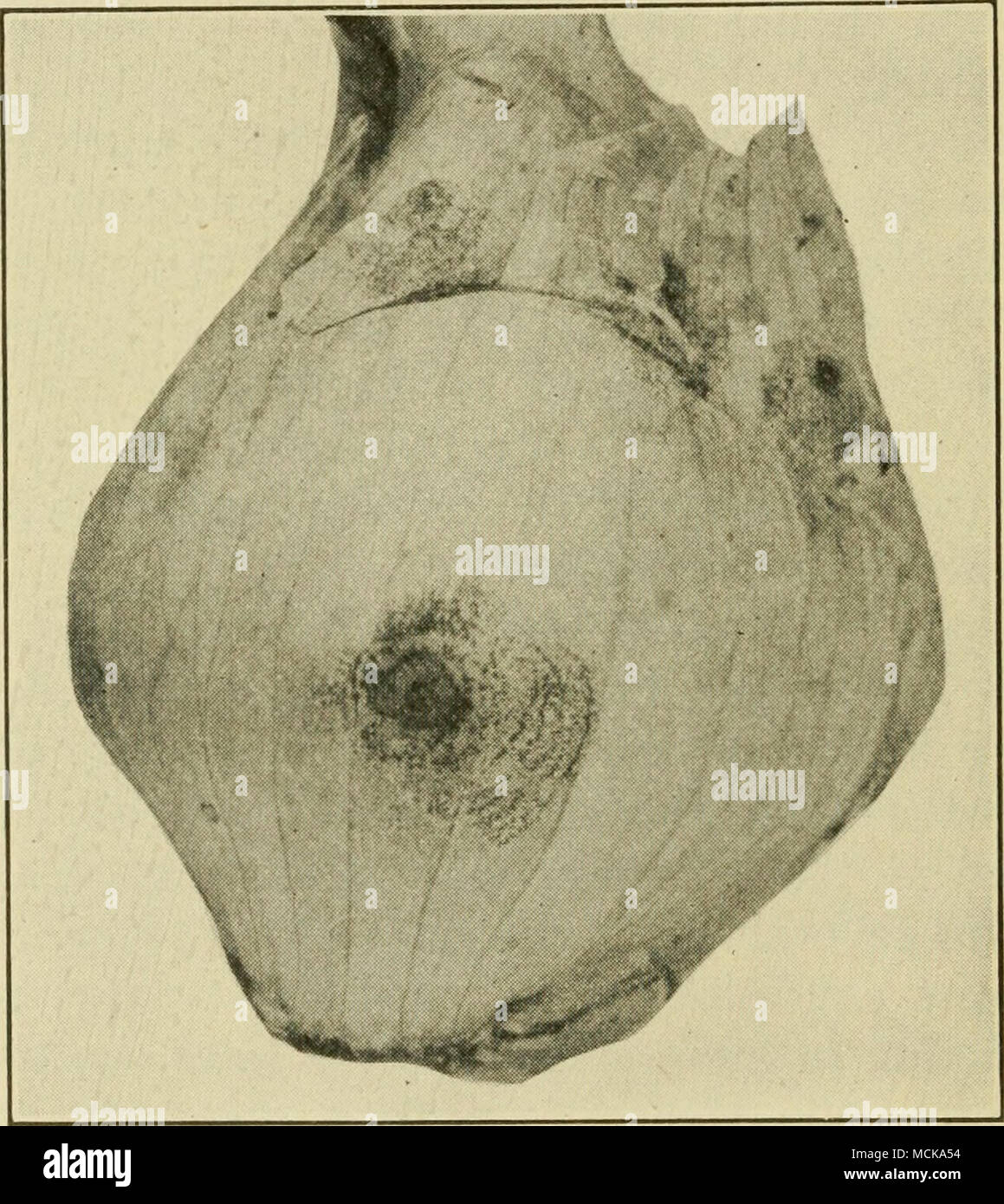 Infested crops hi-res stock photography and images - Alamy