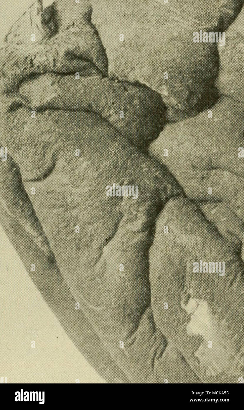 Melonis hi-res stock photography and images - Alamy