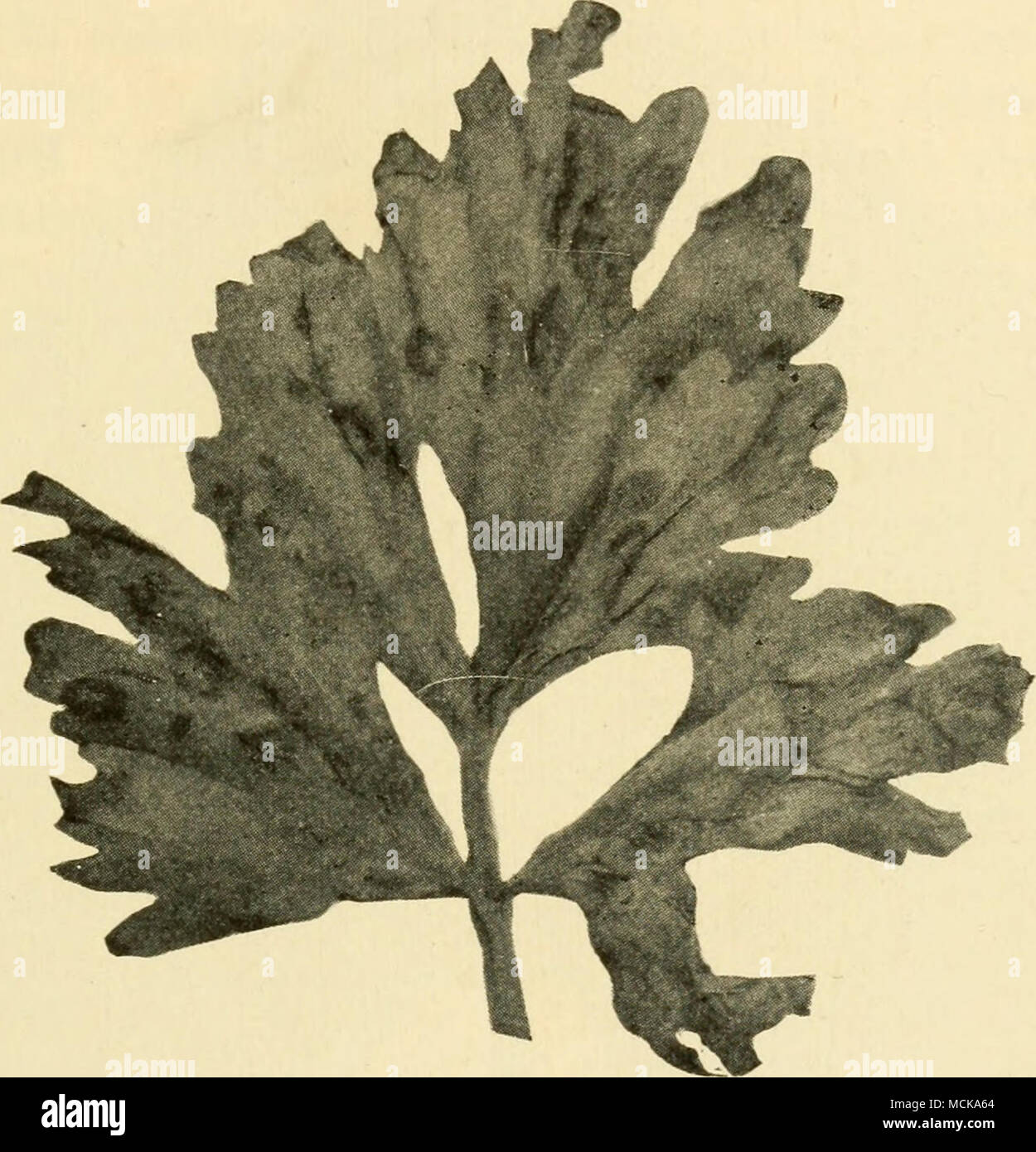 . Fig. 96. — Early-blight of celery. Original. Tracy as early as 1885 ...