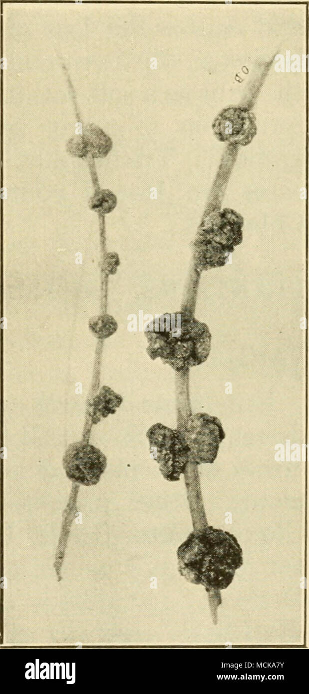 Olive knot disease hi-res stock photography and images - Alamy