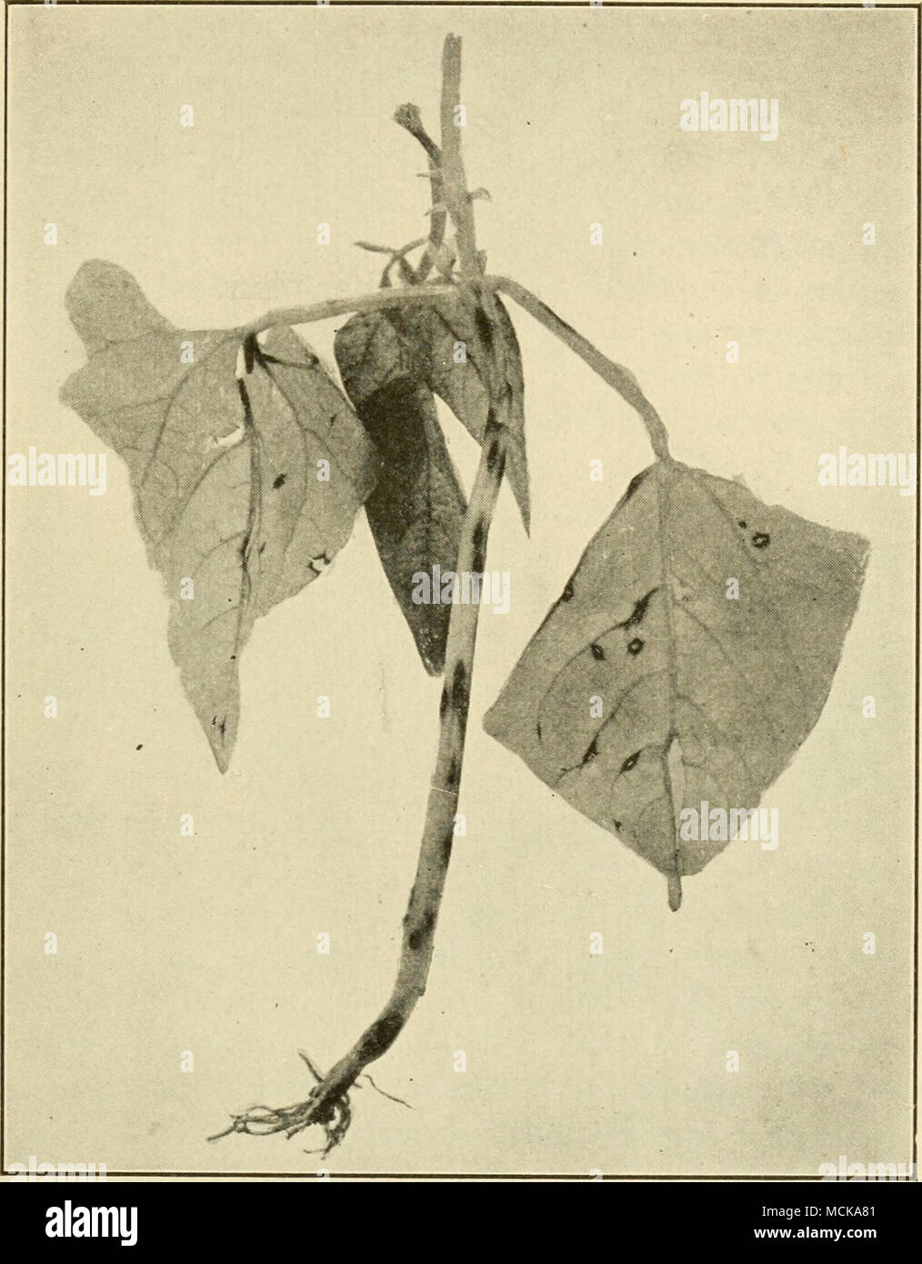 . Fig. 81, — Bean anthracnose upon stem and leaves of young plants ...