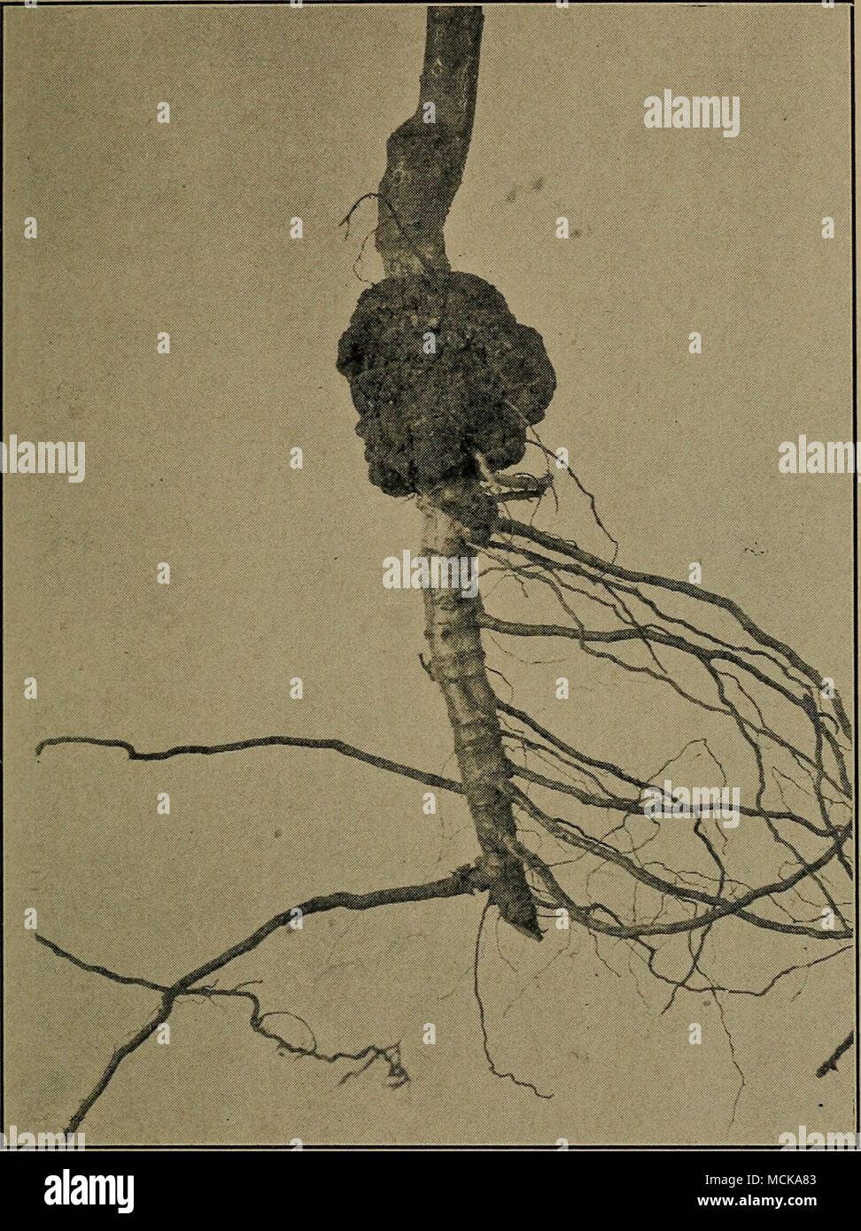 Rose crown gall hi-res stock photography and images - Alamy