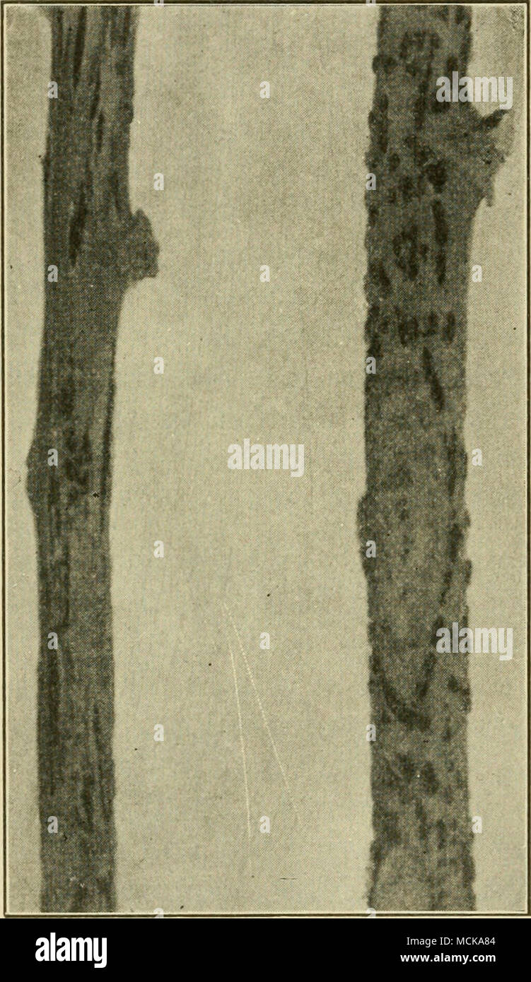 . Fig. 79. — Sori ot the asparagus rust upon the stems, enlarged ...