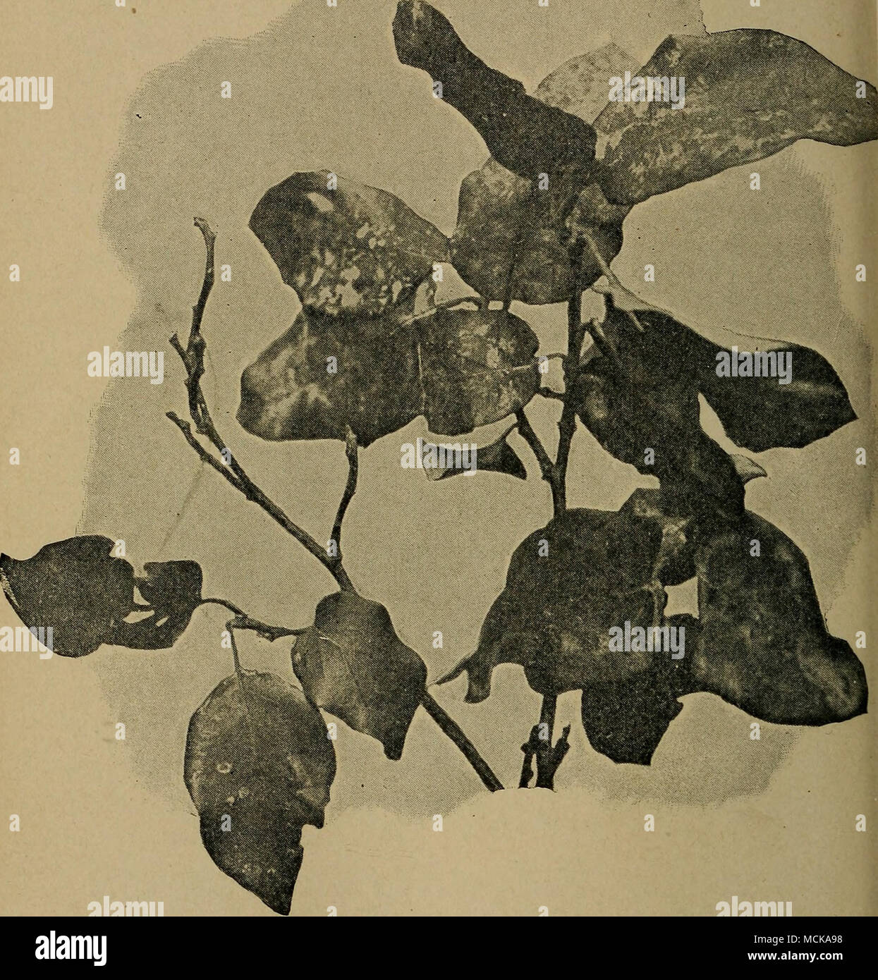 Twig Blight High Resolution Stock Photography and Images - Alamy