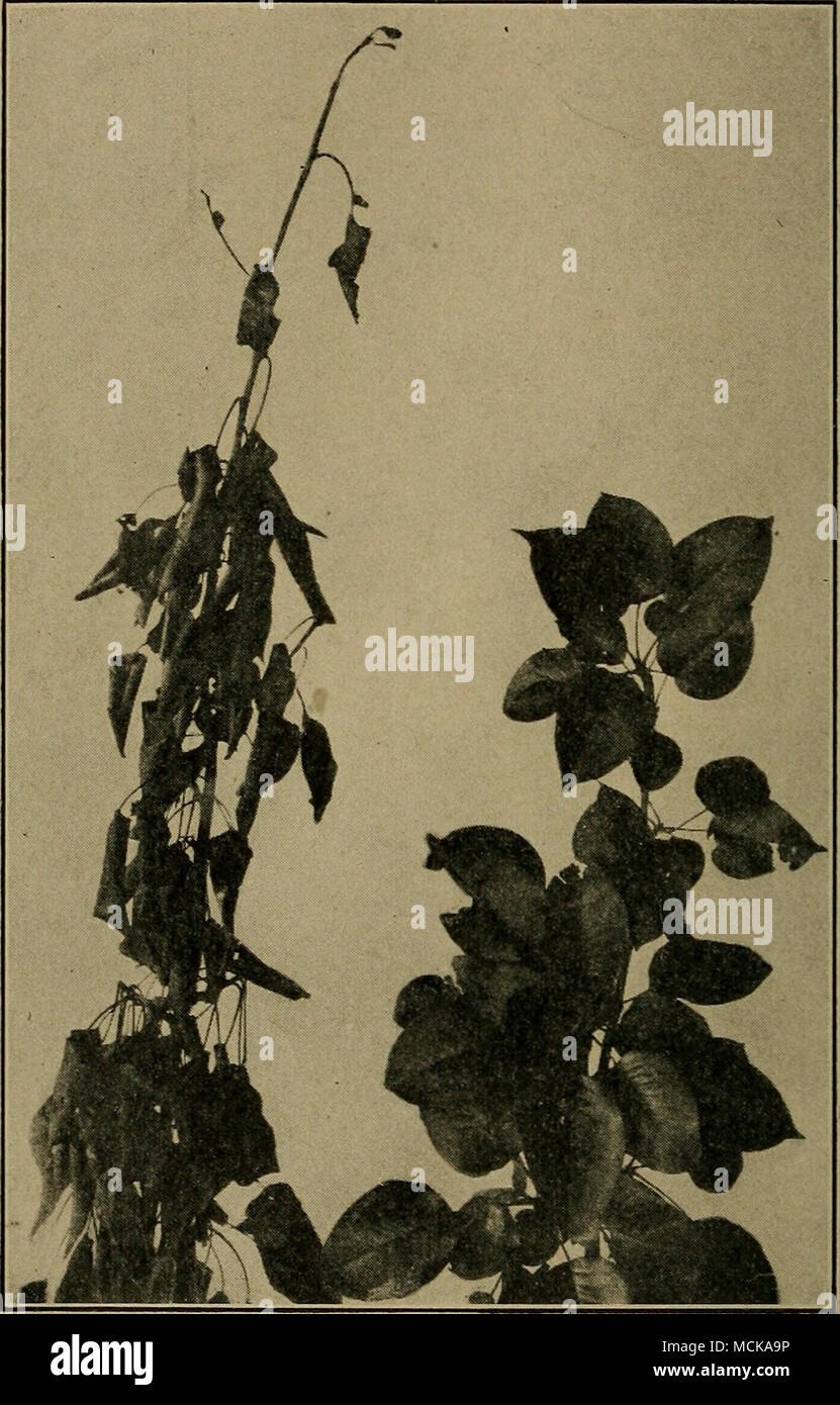 Ticular hi-res stock photography and images - Alamy