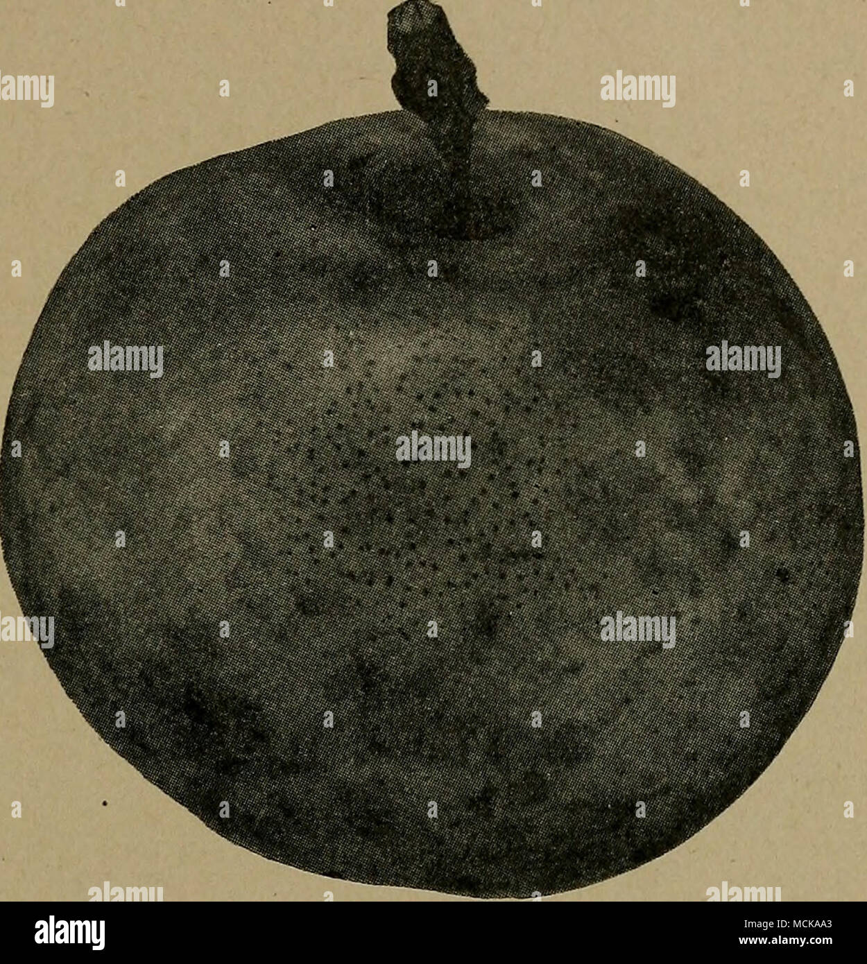 Flyspeck hi-res stock photography and images - Alamy