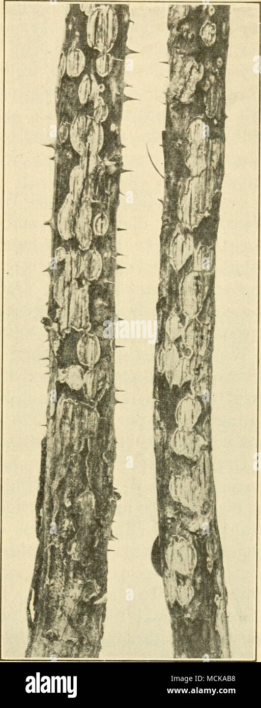 . Fig. 51. — Anthracnose on black raspberry, showing typical fis- sures ...