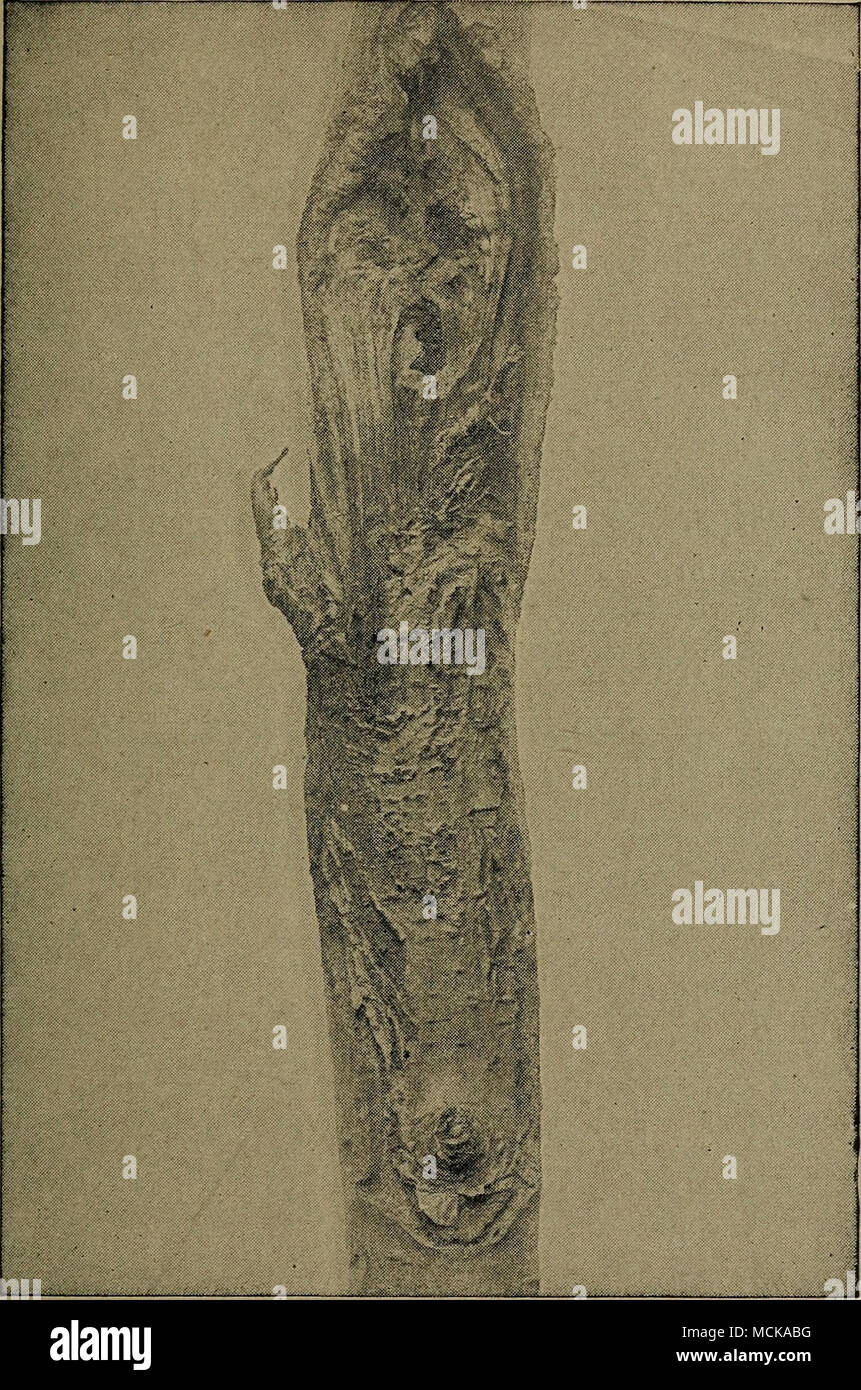 . Fig. 23.— Bitter rot canker formed where a limb was broken. After ...