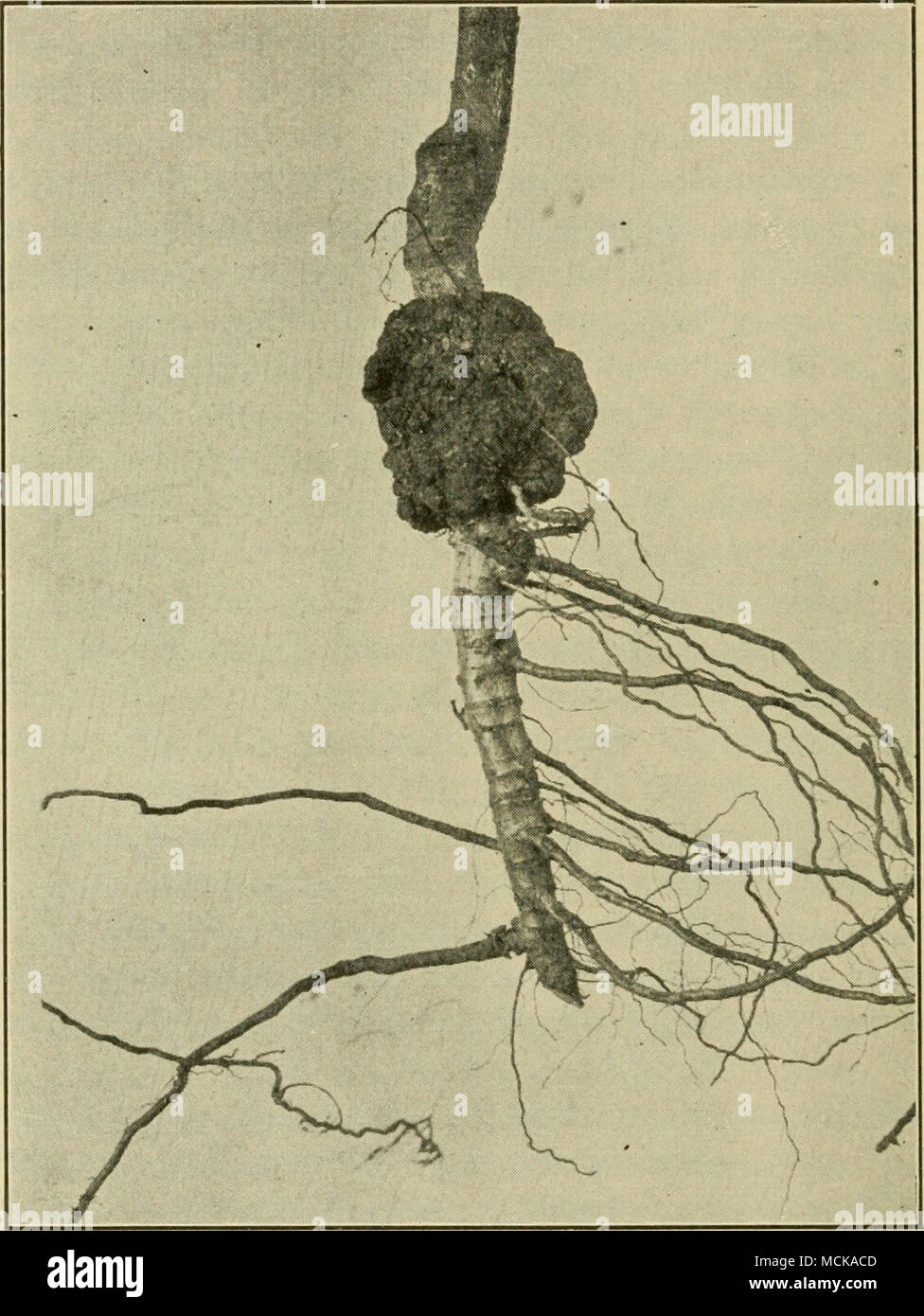 Crown gall hi-res stock photography and images - Alamy