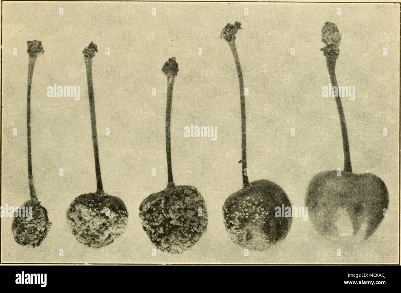 Powdery mildew apple leaf hi-res stock photography and images - Alamy