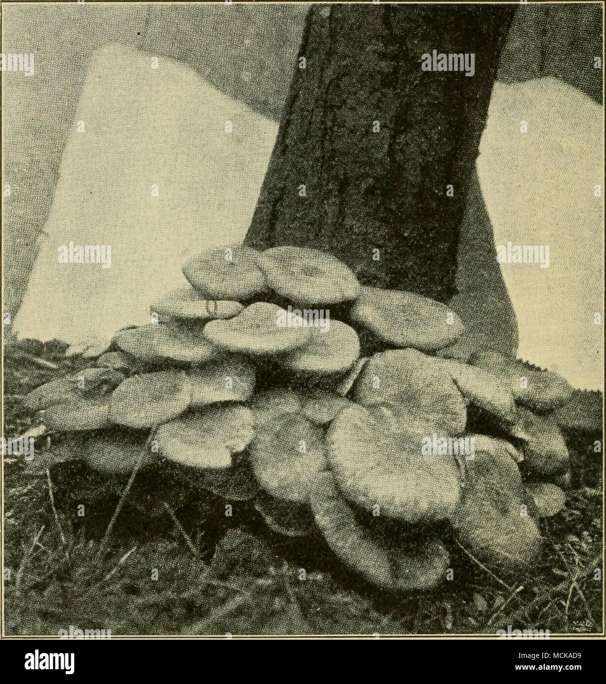 Root rot apple tree hi-res stock photography and images - Alamy