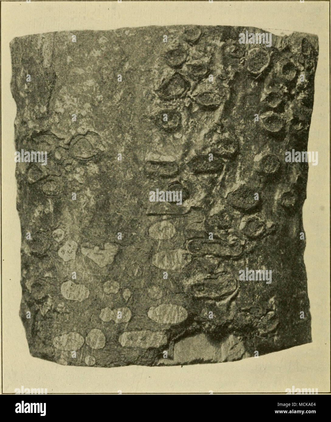 . Fig. 20. — Blister-canker. Some of the discs have been re- moved to ...
