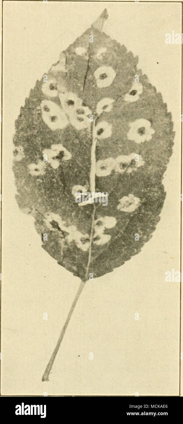 . Fig. 15. — Apple leaf affected with rust. After Anderson Stock Photo ...