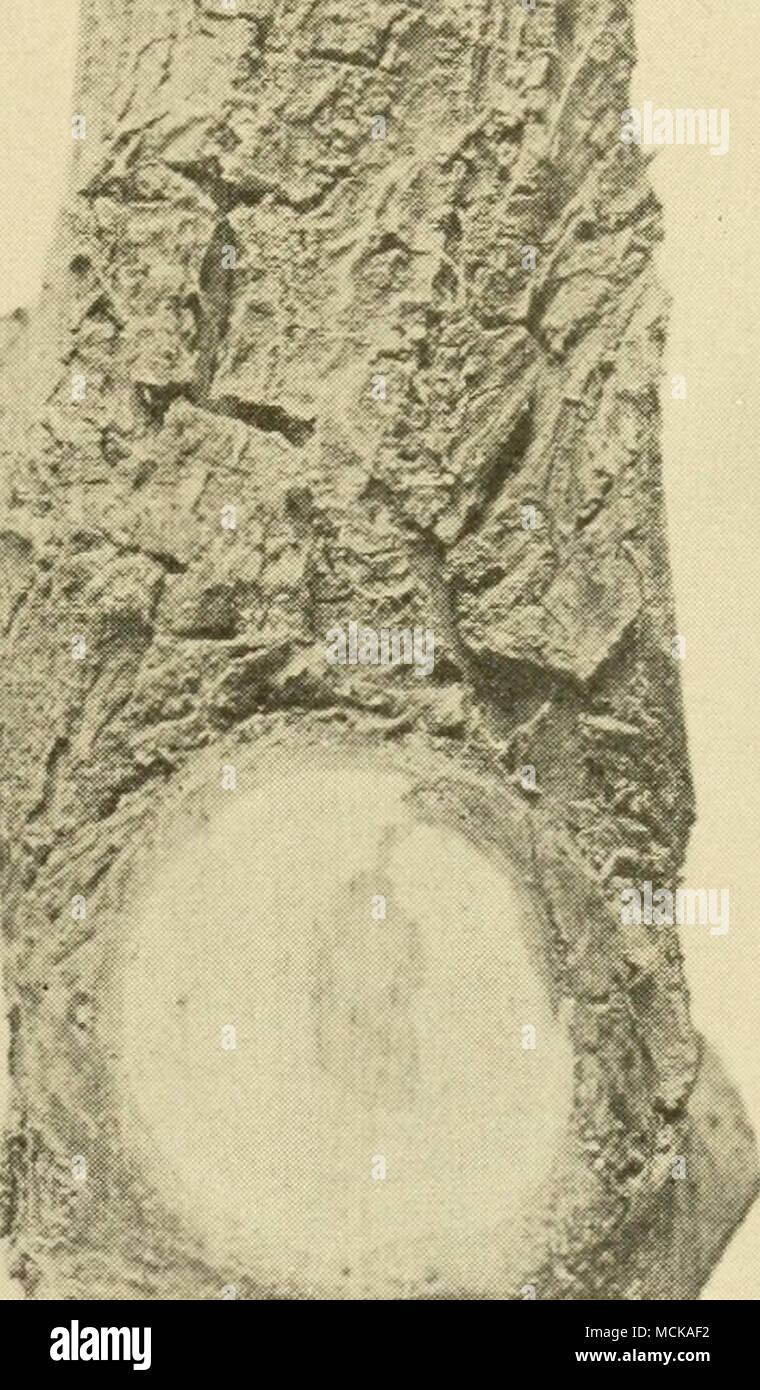 . Fig. 10. — Bitter-rot cankers. After U. S. Dept. Agr. The fungus ...