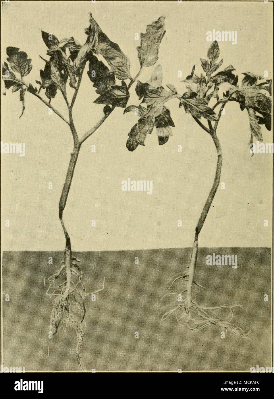 Corticium High Resolution Stock Photography and Images - Alamy