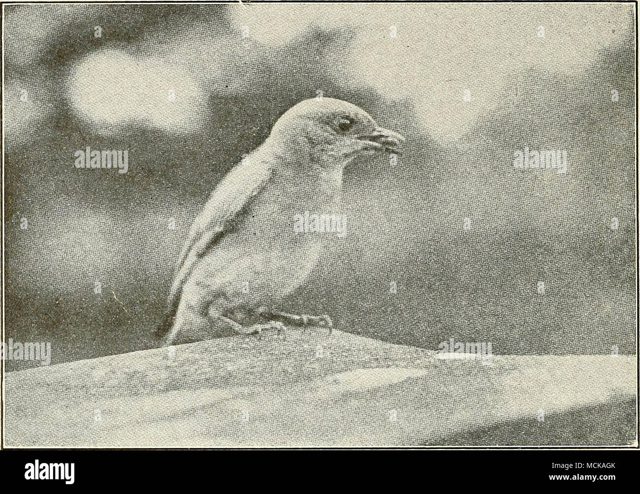 . Fig. 1. — The Cat kills the Bluebird on its Nest. Female bluebird ...