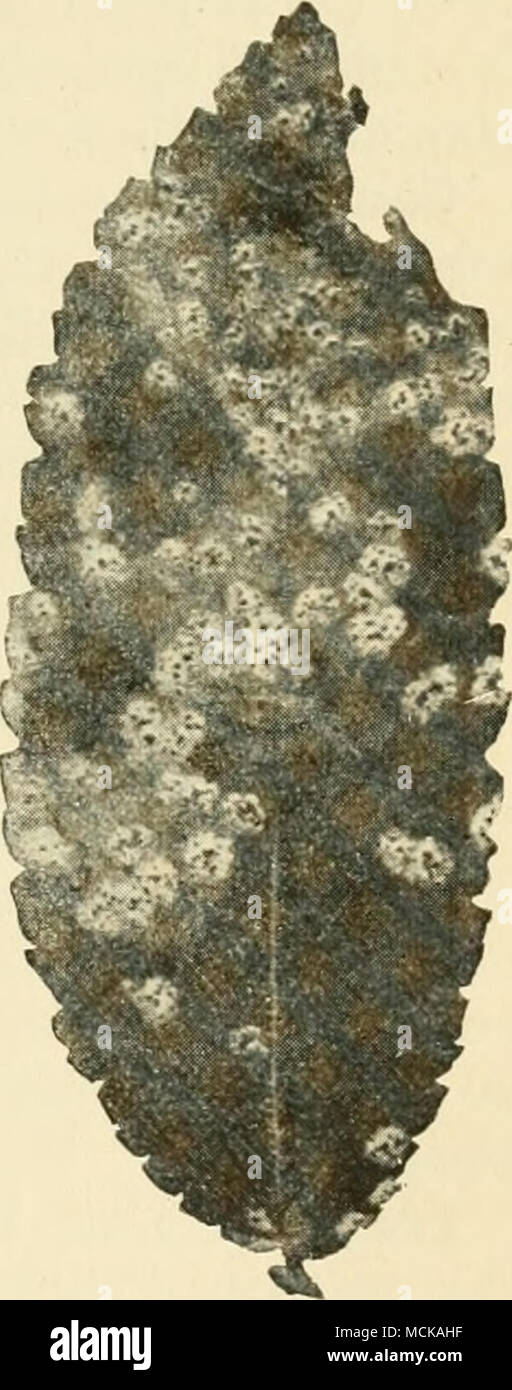 Heart rot fungus hi-res stock photography and images - Alamy