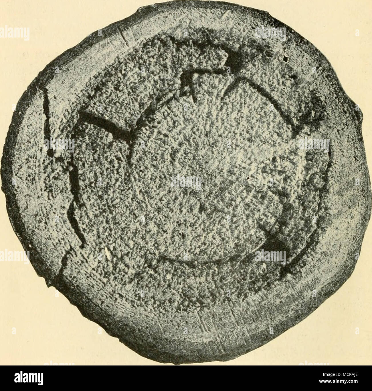 Ozonium hi-res stock photography and images - Alamy