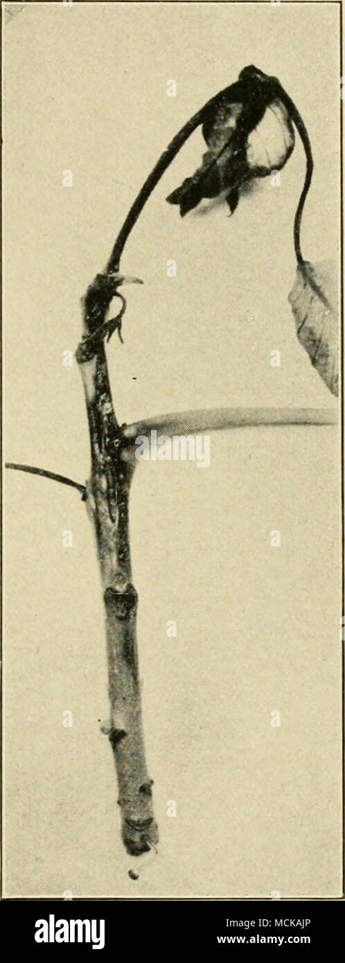 Walnut bacteria hi-res stock photography and images - Alamy