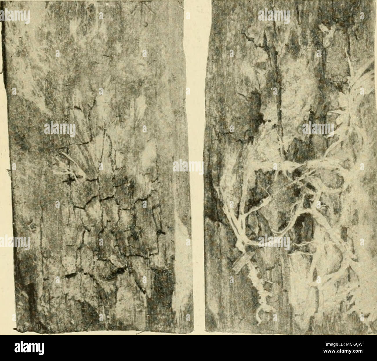 . vi.Ji.C^ Fig. 196. — Dry-rot fungus (Merulius lacrymans); on the ...