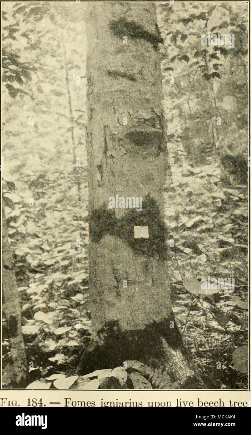 Sapwood Decay High Resolution Stock Photography and Images - Alamy