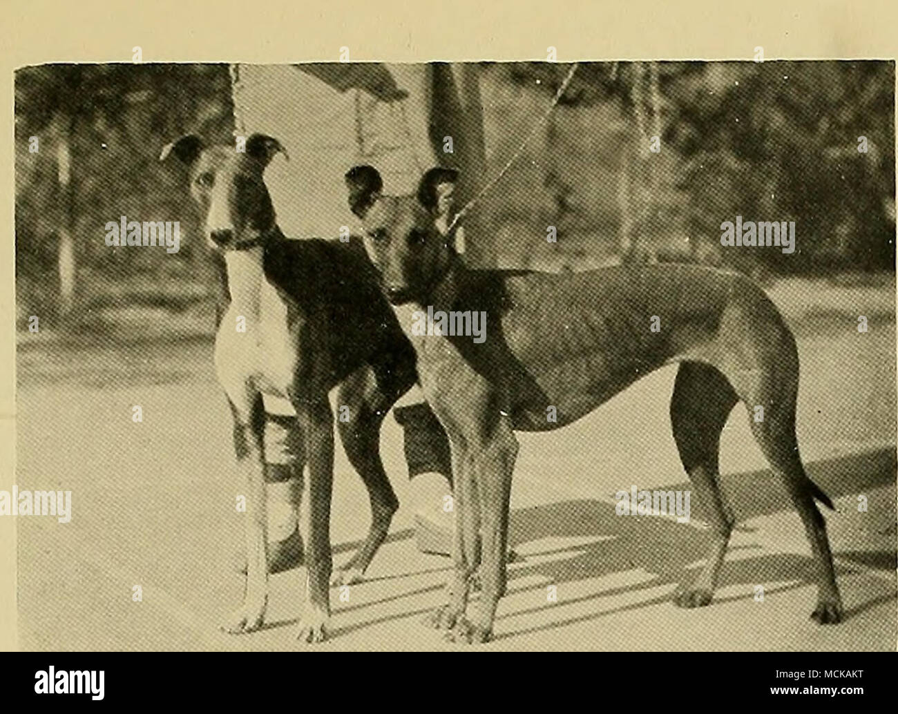 . KANSU GREYHOUNDS Stock Photo - Alamy