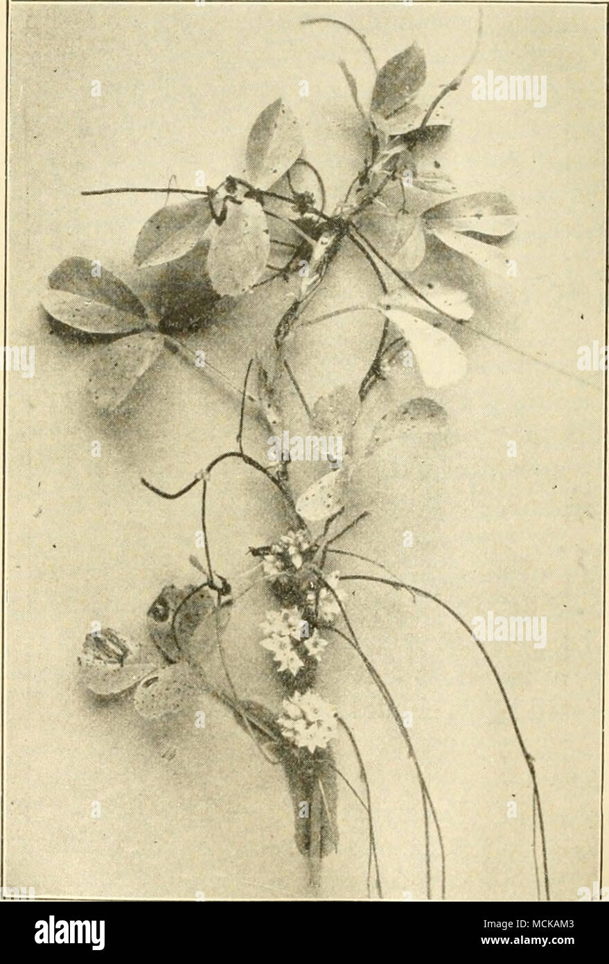 . Fig. 171. — Alfalfa plant and dodder. After Stevrart and others Stock ...