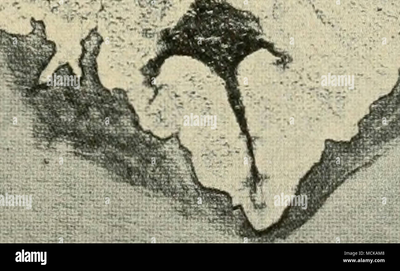 . Fig. 178. — Fomes igniarius upon maple. After von Schrenk Stock Photo ...