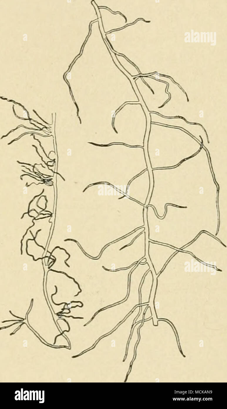 . FiG. 168. — Roots of diseased cowpea at left; healthy roots on the ...
