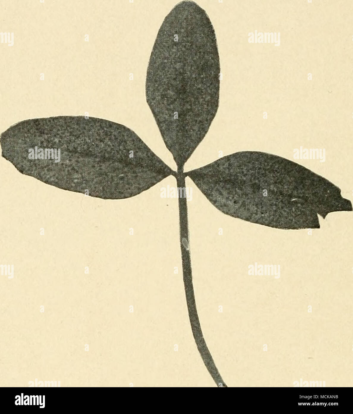 Rust colored spores hi-res stock photography and images - Alamy