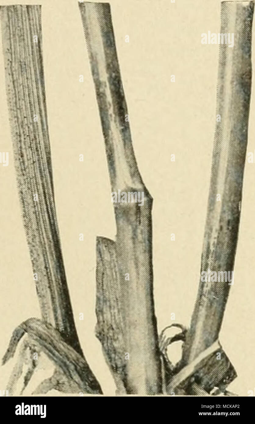 Basal sheath hi-res stock photography and images - Alamy