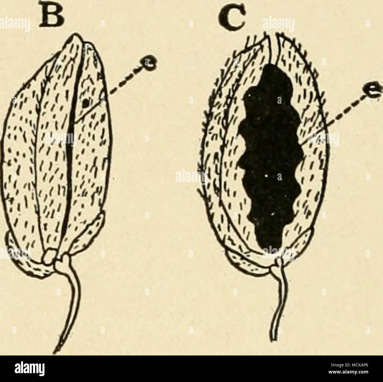 . FiG. 153.—-Three rice spikelets : .4, normal ; fi, smutted ; r ...