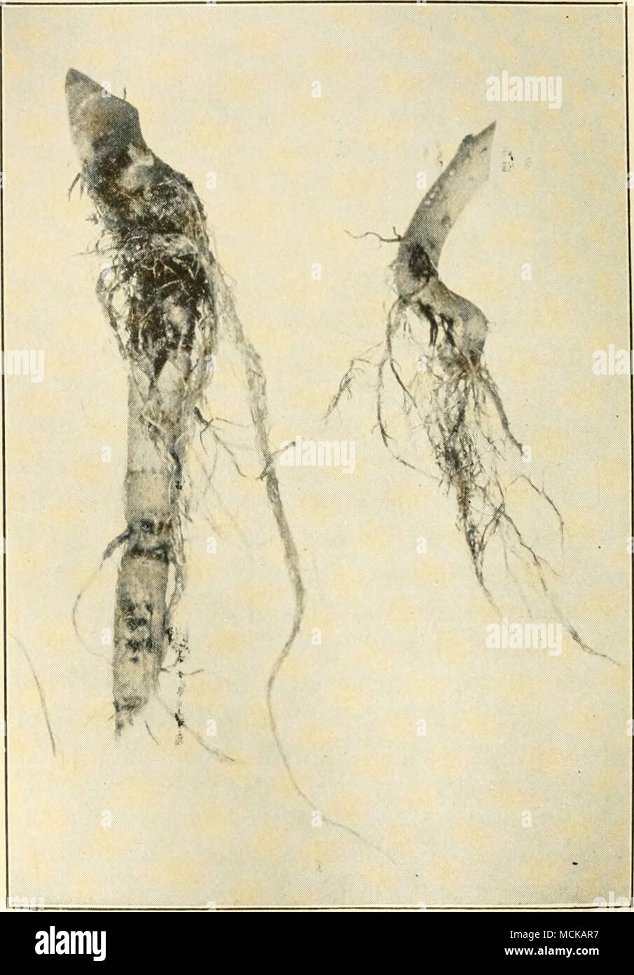 Tobacco roots hi-res stock photography and images - Alamy
