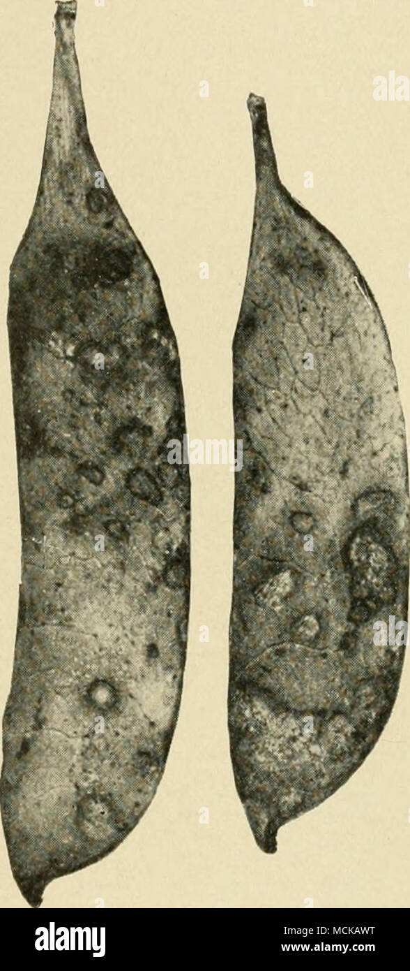 . Fig. 115. — Pod.s of French June field pea spotted by ascochytose ...