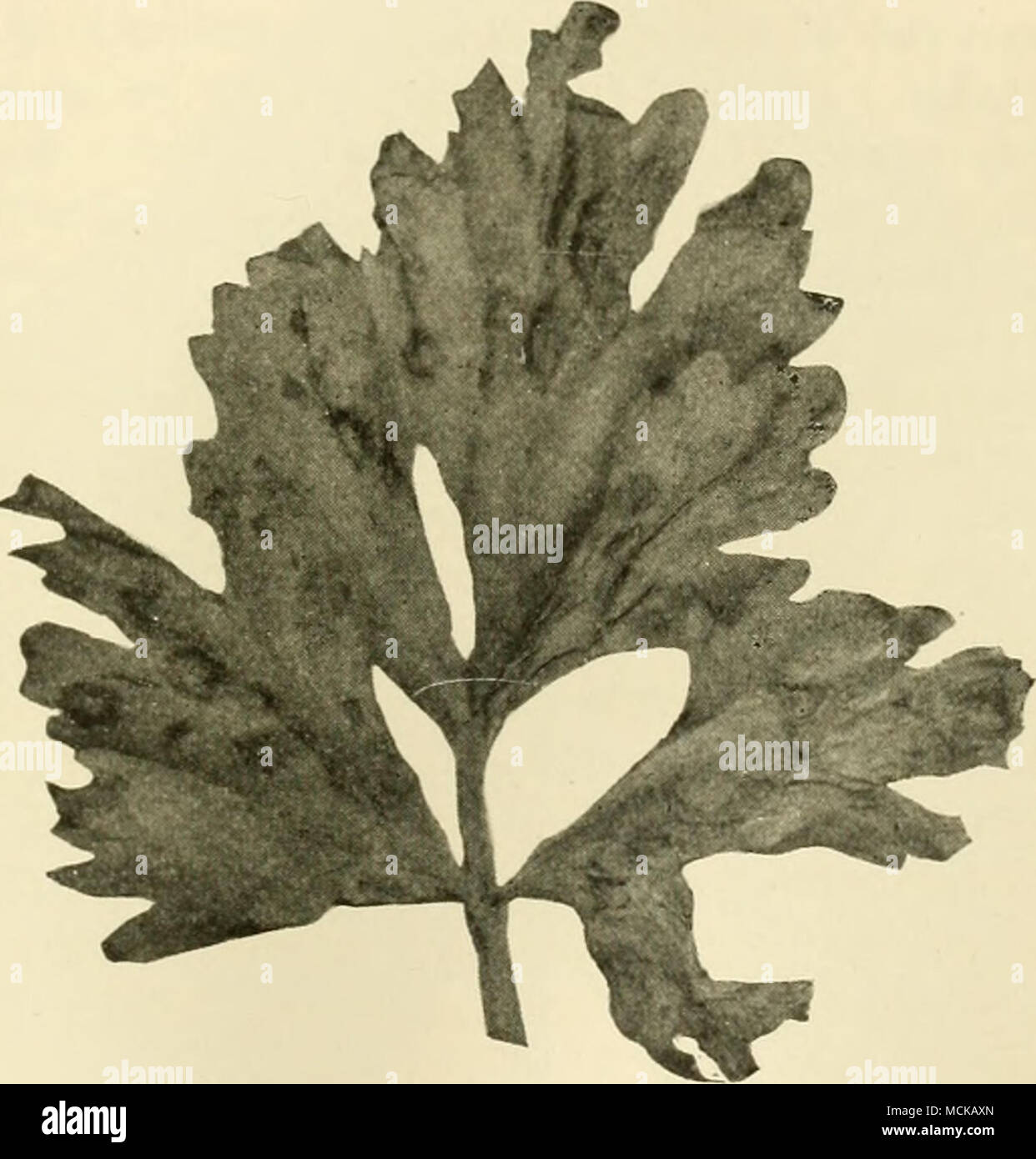 Spraying for blight hi-res stock photography and images - Alamy