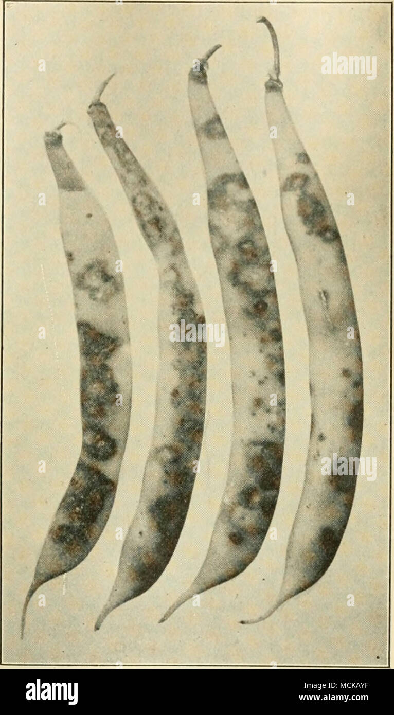 . Fig. 85. — Blight upon bean seeds. Alter Clinton. Fig. 84. — Blight ...