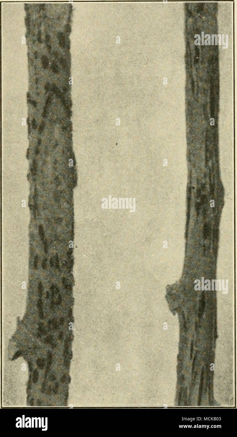 . Fig. 86. — Sori of the asparagus rust upon the stems, enlarged ...